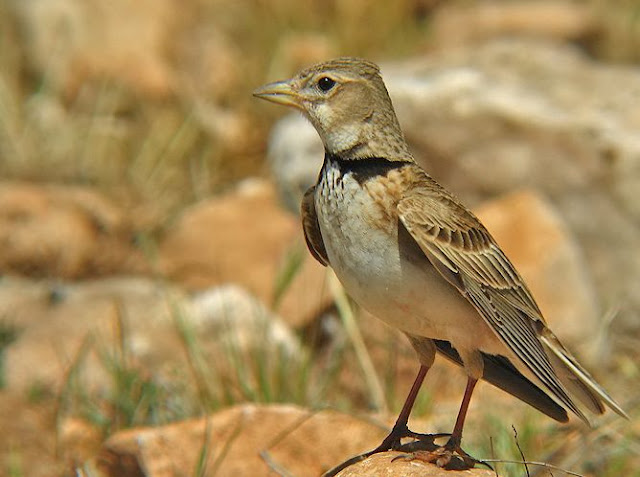 Mundo Natural por (Joaquin Crespillo ): Calandria común (Melanocorypha ...