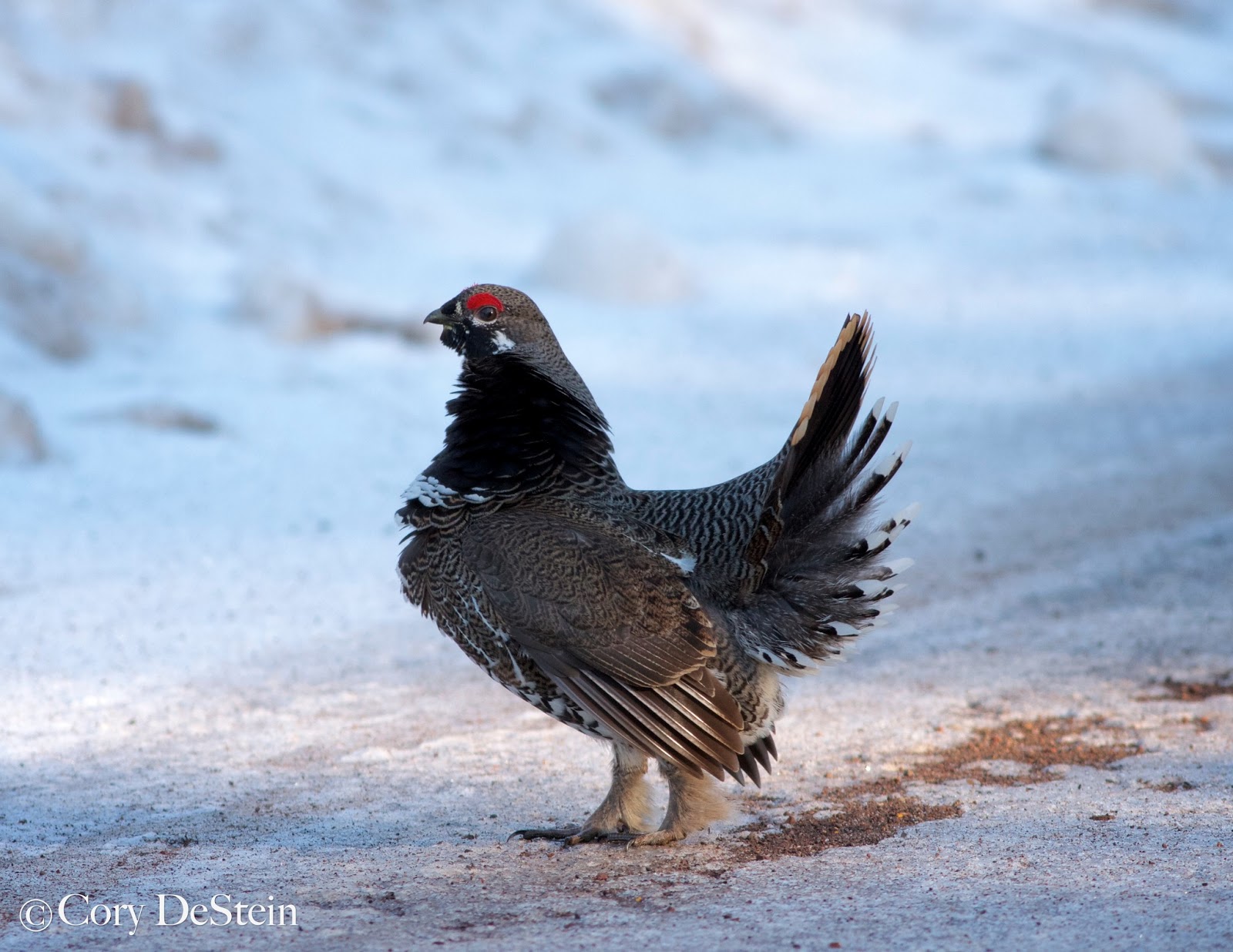 Boom Chachalaca: Photo Study: Birds of Northern Minnesota