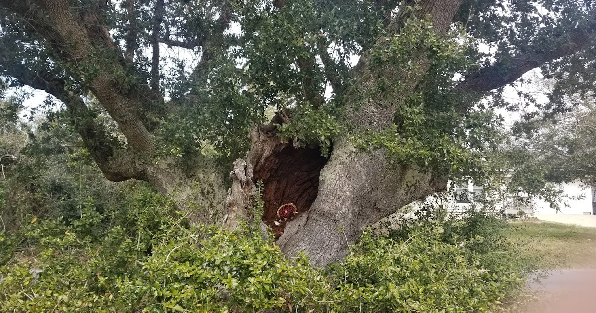 Colonial Quills: The CORA Tree