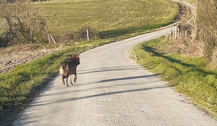 Once hunted to extinction, wolves were reintroduced to France in 1992 ...