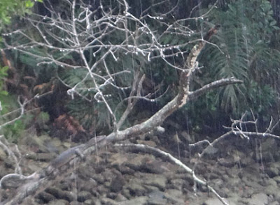 wild shores of singapore: When lizards hug, what does it mean?