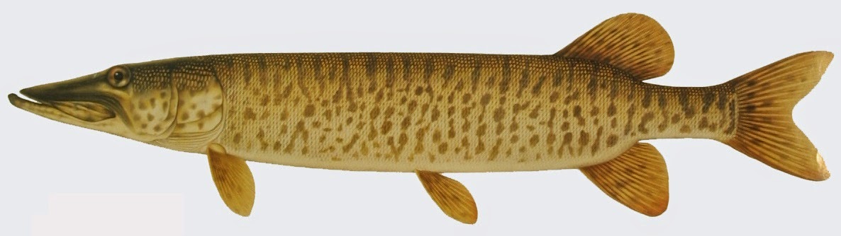 Take it Outside: Fish Iowa!: Iowa Fish Species – Pike Family