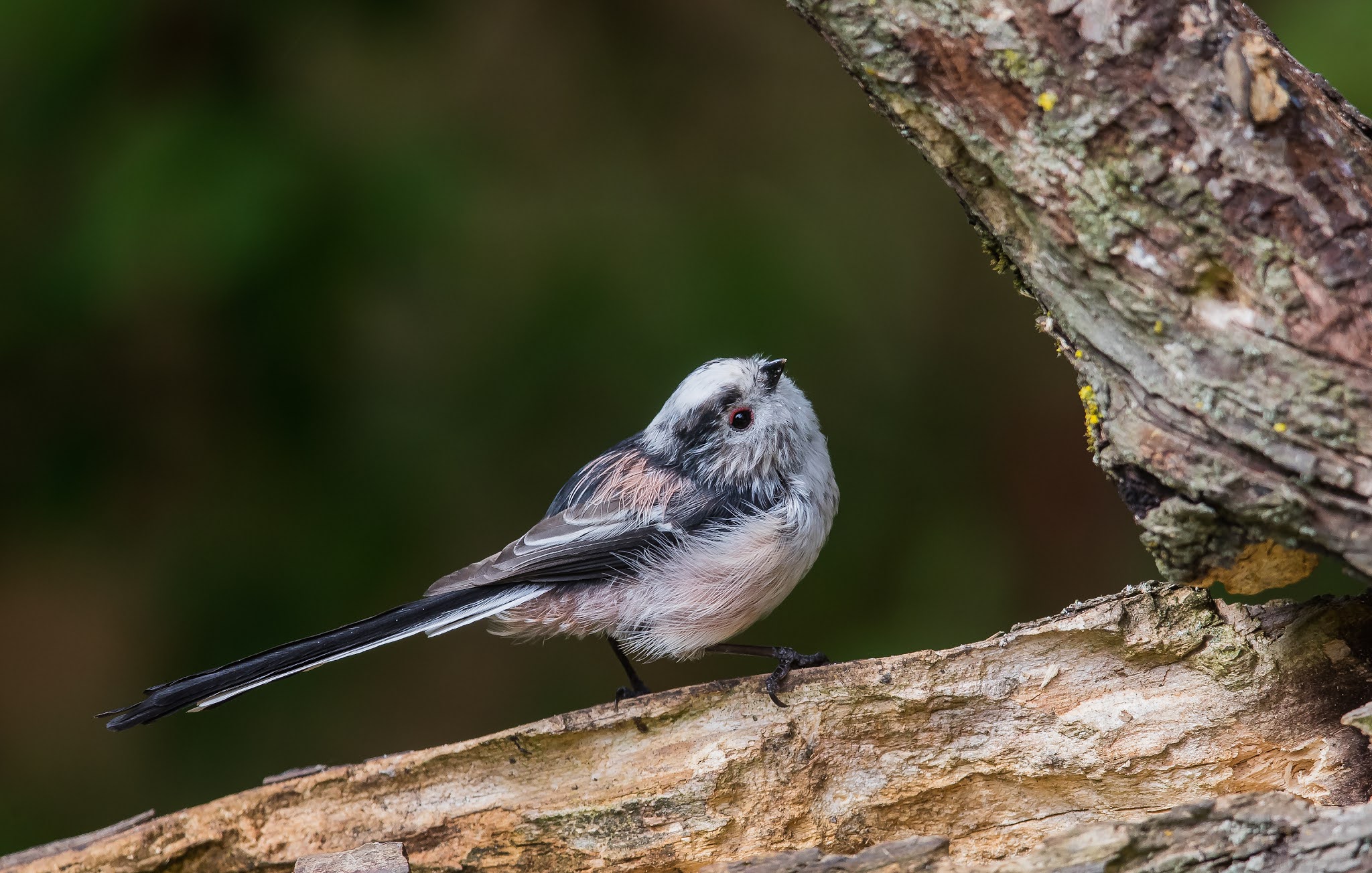 CAMBRIDGESHIRE BIRD CLUB GALLERY: Long-tailed Tit