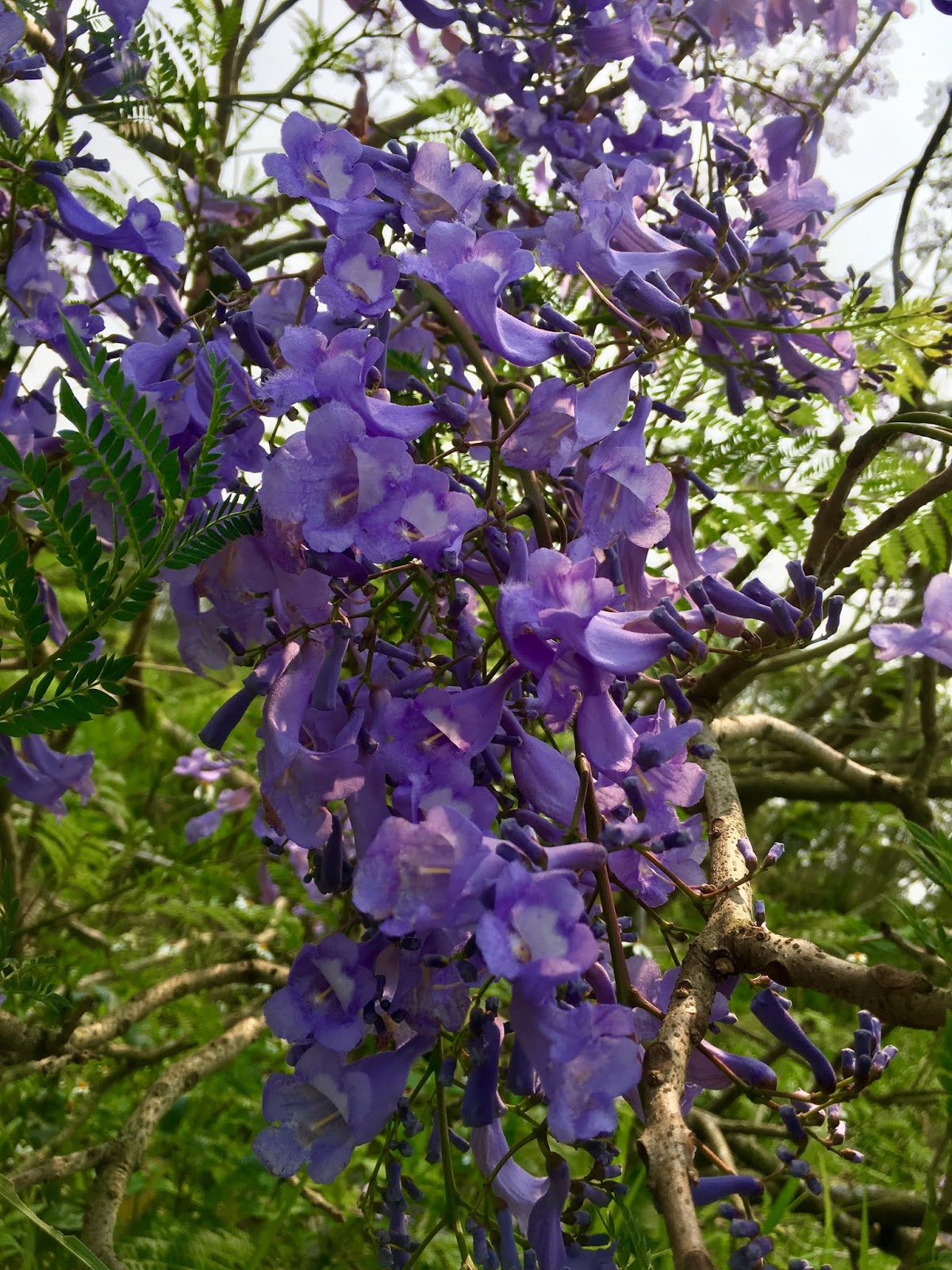 Chiayi Travel: Blue Jacaranda Tunnel - My Life Abroad