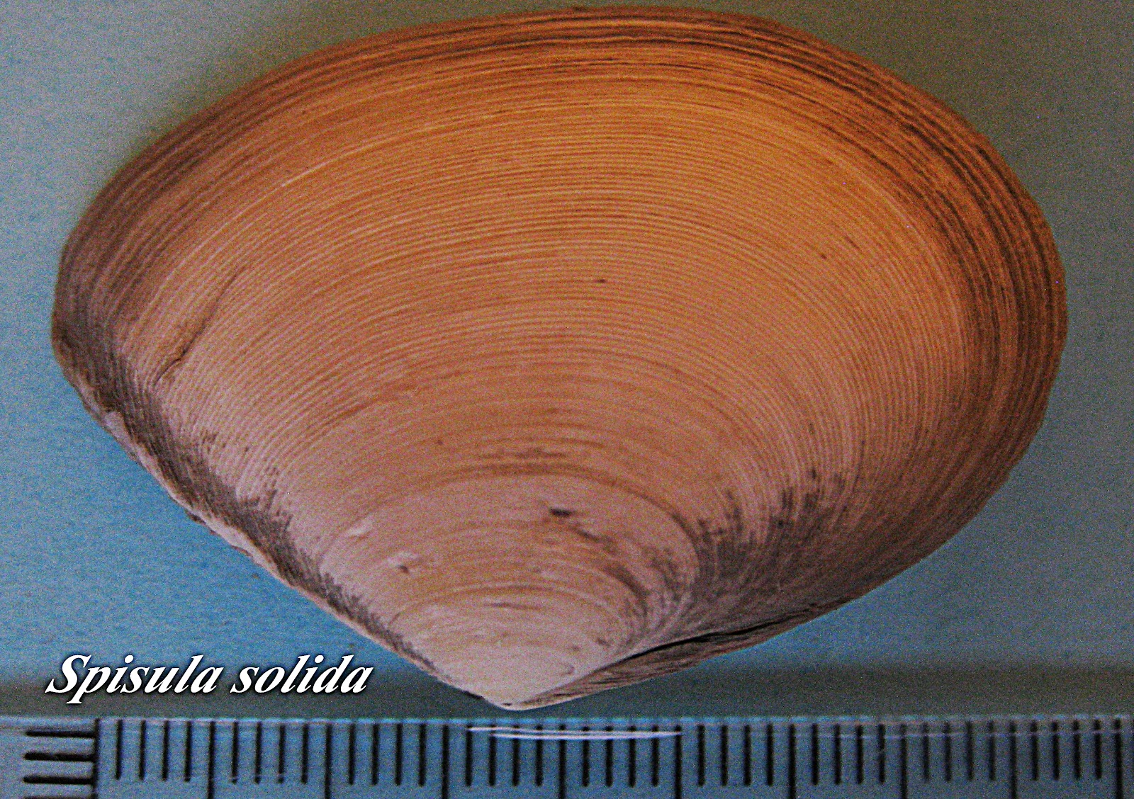 CUNCHAS DE ESTEIRO: Spisula solida