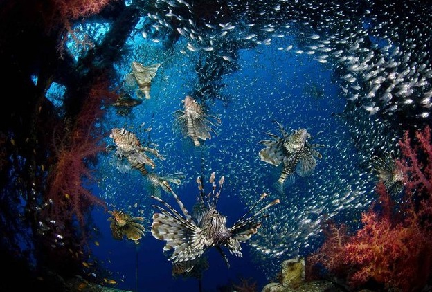 Gambar : Keindahan Haiwan Laut | Ini Blog Labi-Labi