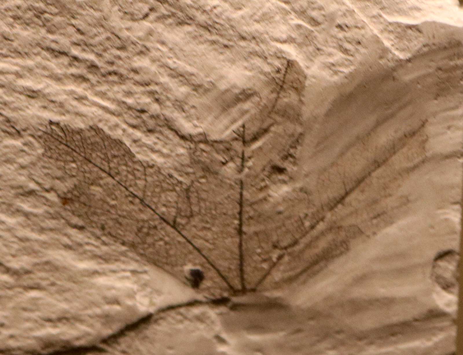 Acer Fossil