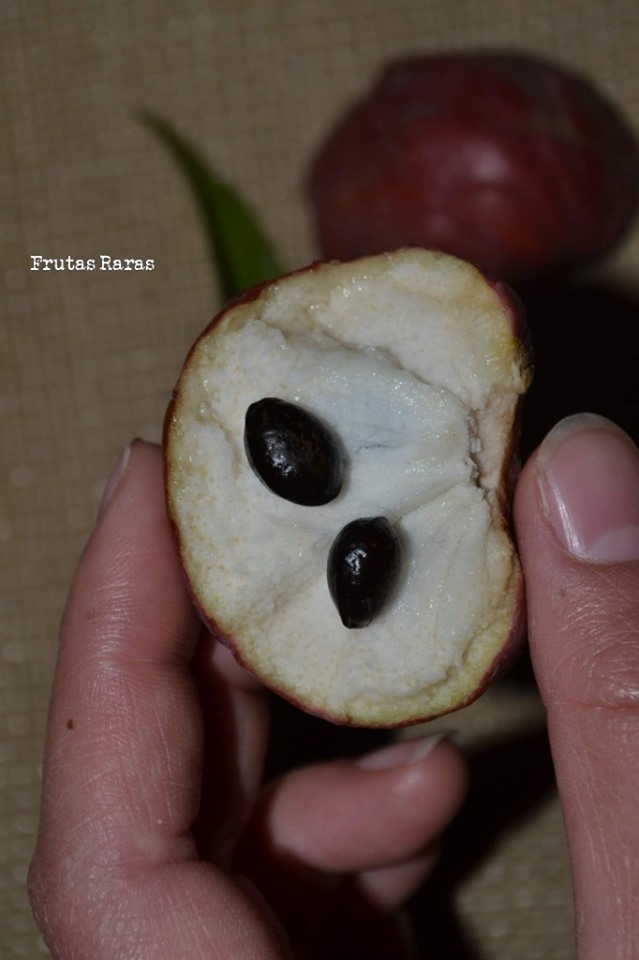 Temoylata = Atemoya x Annona reticulata ( populamente conhecida como ...