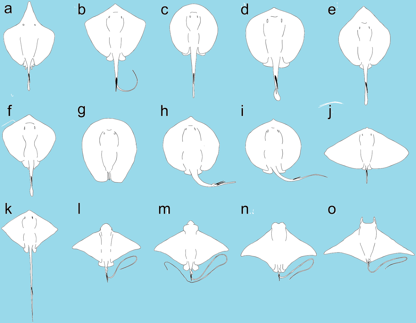 Sciency Thoughts: Lessiniabatis aenigmatica: A new species of Stingray ...