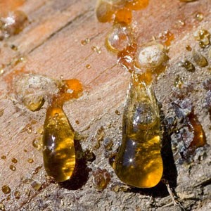 The Gardening Apprentice: 5 Survival Uses of Pine Resin