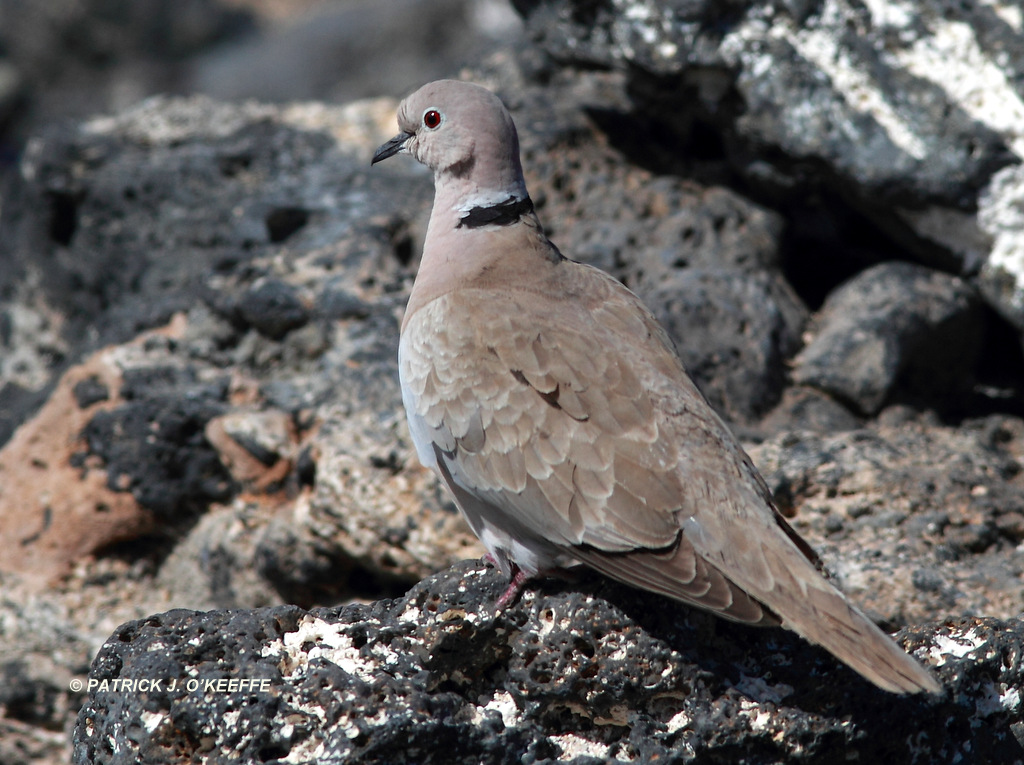 Raw Birds: EURASIAN COLLARED DOVE (Streptopelia decaocto) Corralejo ...