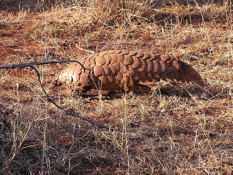 Real Monstrosities: Pangolin