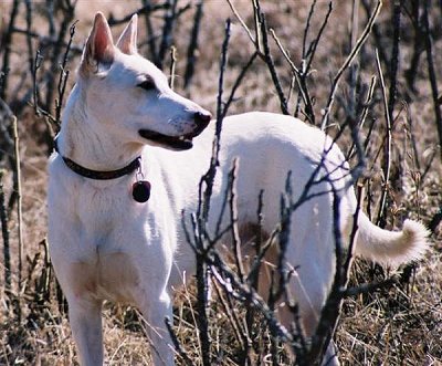 The dog in world: Canaan Dog