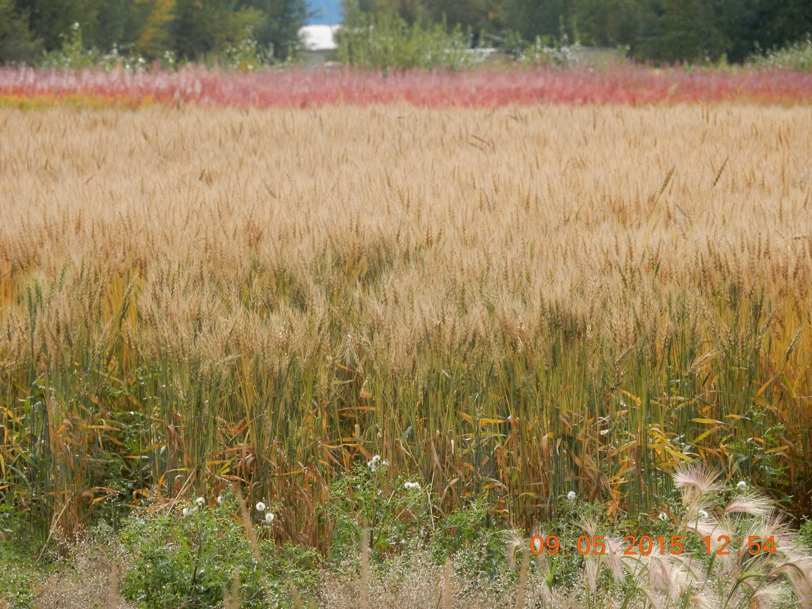 Wheatavore: VanderWeele's Wheat, Mat-Su Valley Alaska -- September 2015 ...