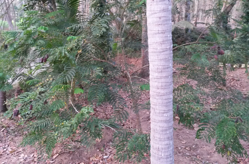 Organic micro farm and vegetable terrace garden : Sappanwood ...