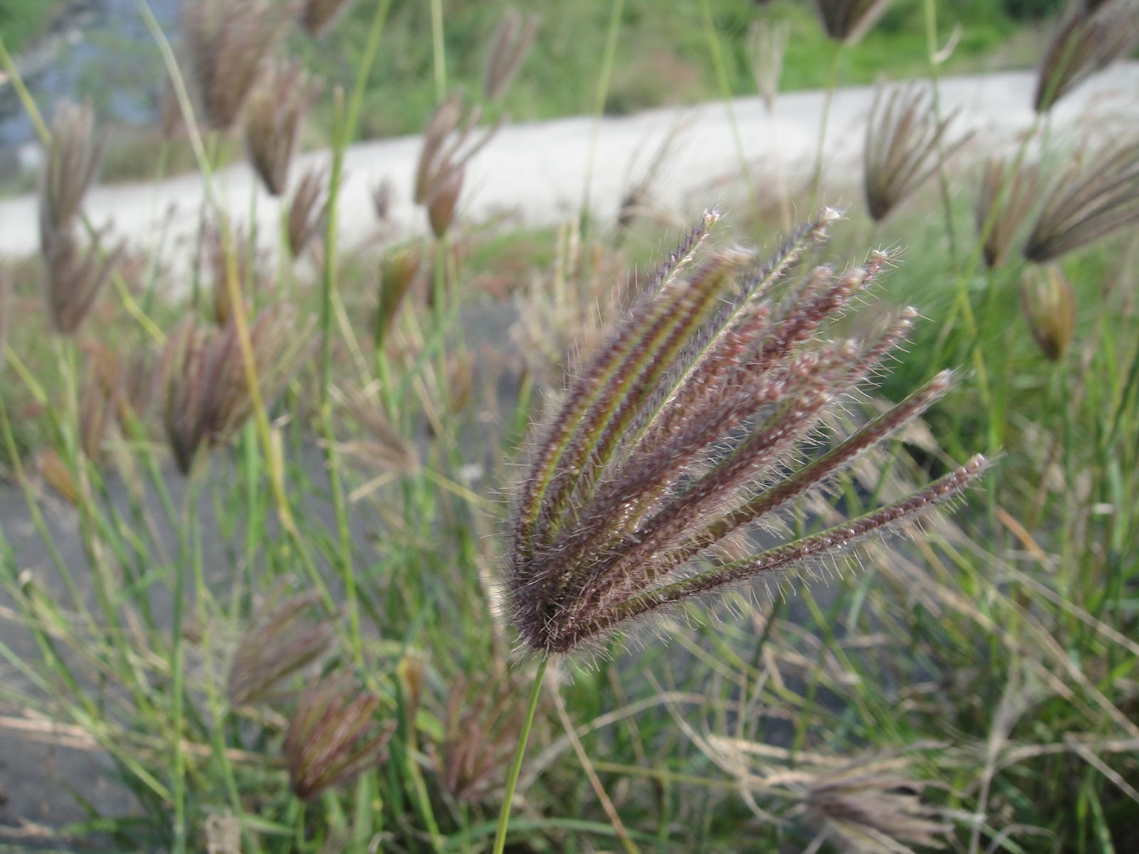 DWAN雲之端: 孟仁草--屬禾本科，虎尾草屬；學名：Chloris barbata Sw.，英文名：Swollen fingergrass ...