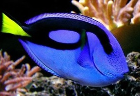 Conociendo el Mar: Pez Cirujano