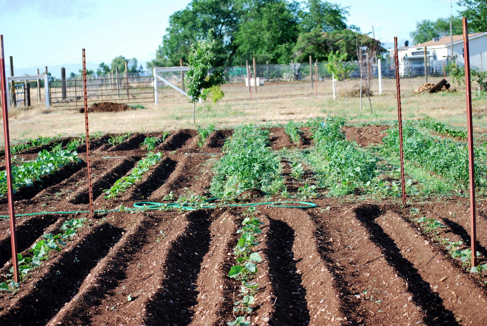 Girasole Farm: How Does Your Garden Grow