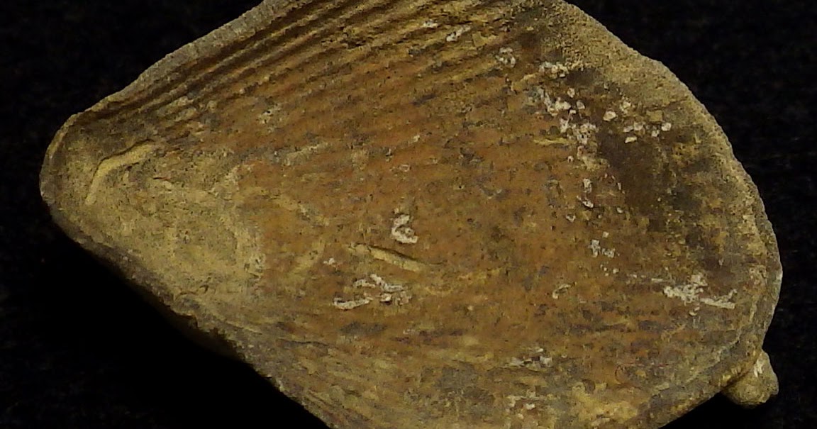 Louisville Fossils and Beyond: Ambonychia Clam Fossil with Bryozoan
