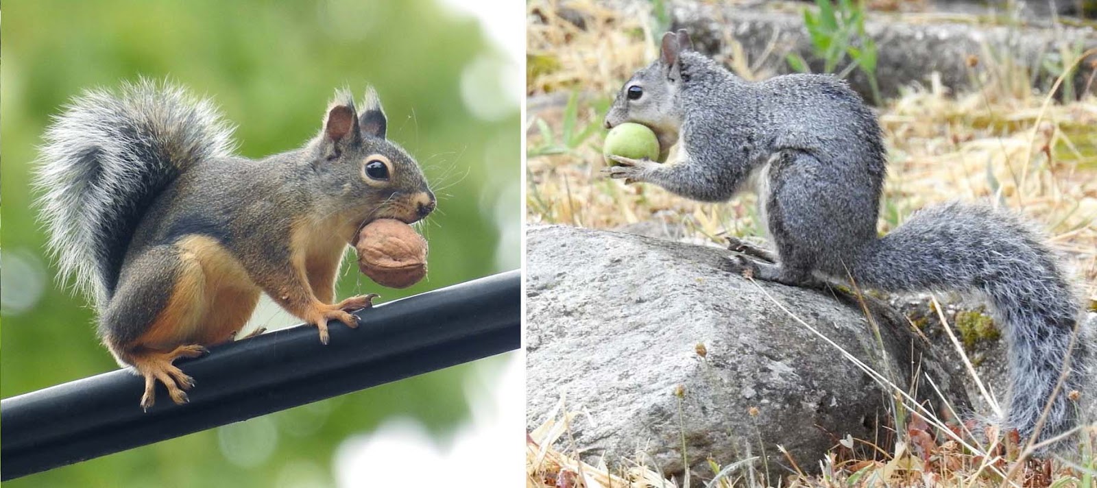 North Yuba Naturalist: Fall Foraging!