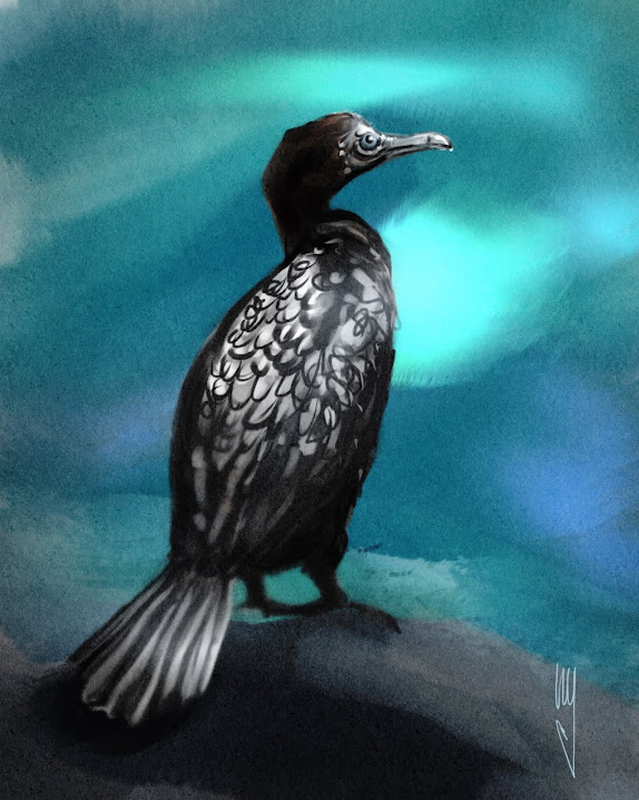 Birds: Shags