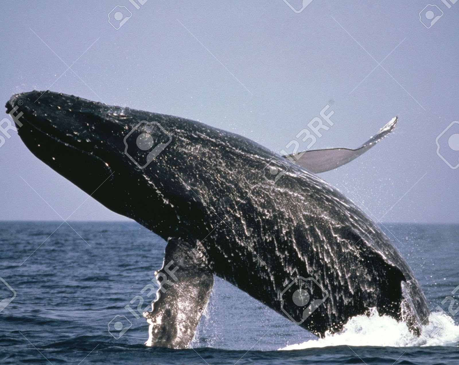 Pagine di pergamena: L'udito ad ultrasuoni delle Balene ha una storia ...