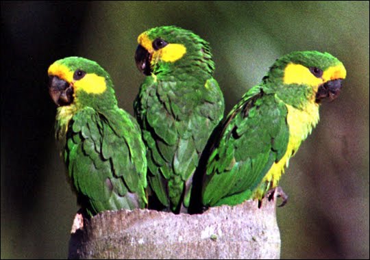 la naturaleza peruana en la region la libertad