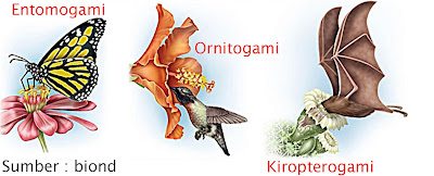 Reproduksi Generatif pada Tumbuhan Angiospermae - POJOK IPA