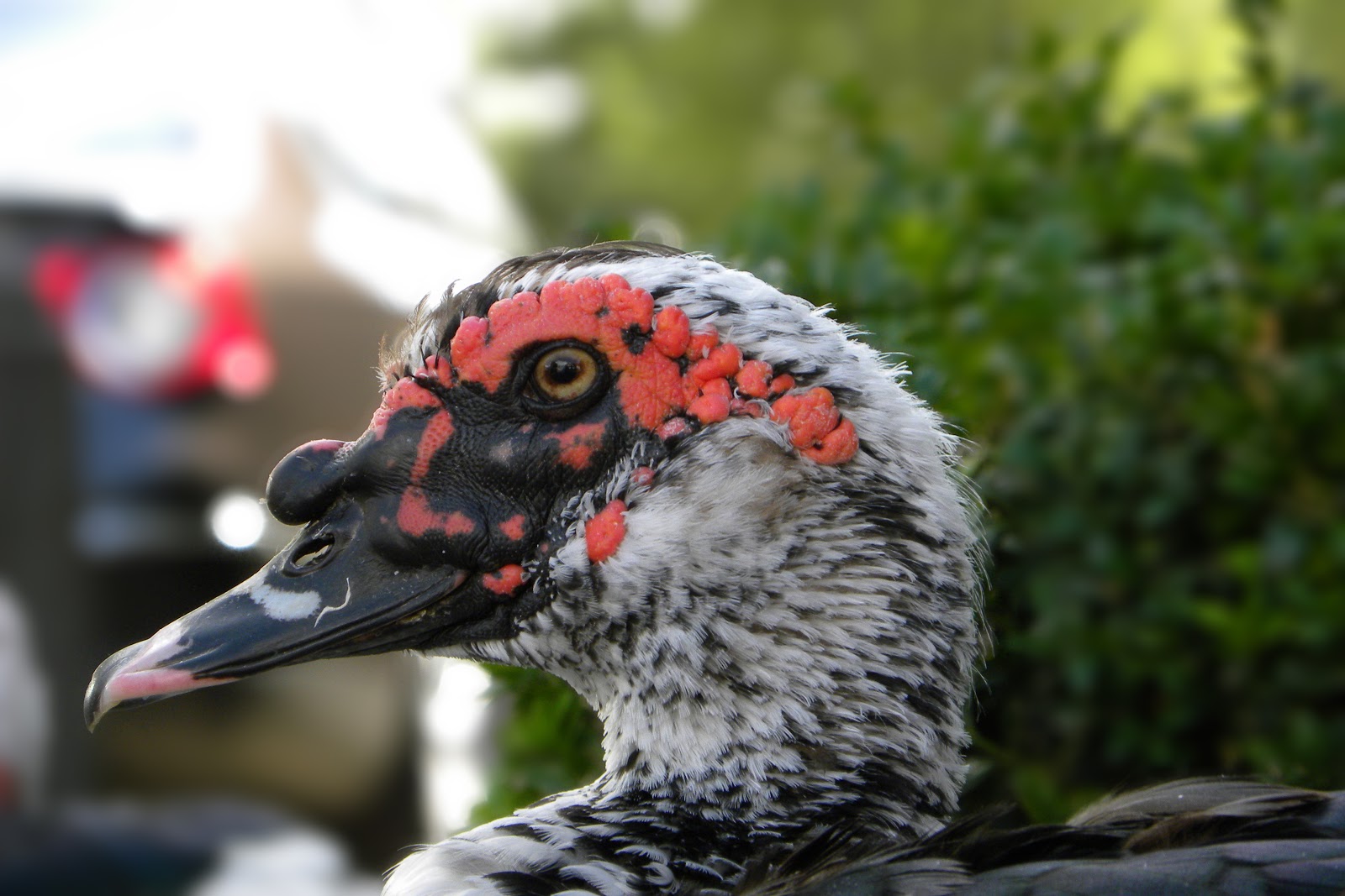 Groen Paradijs: Muskuseend (Cairina moschata)