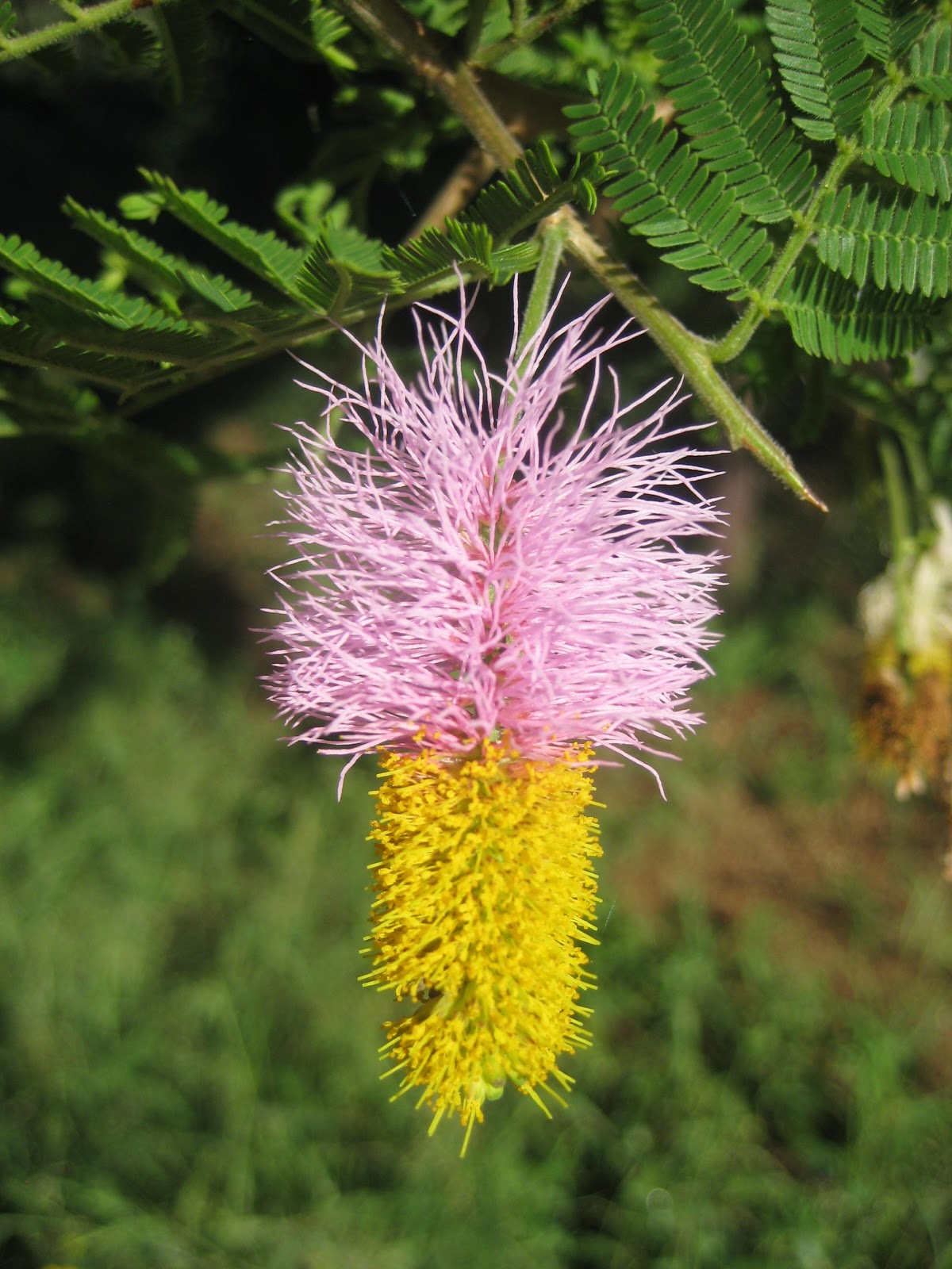 Rands Mission: Gaborone Flowers