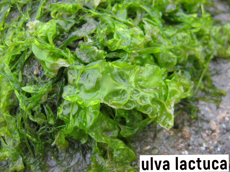 Spora tumbuh menjadi Ulva yang haploid,Ulva haploid disebut gametofit ...