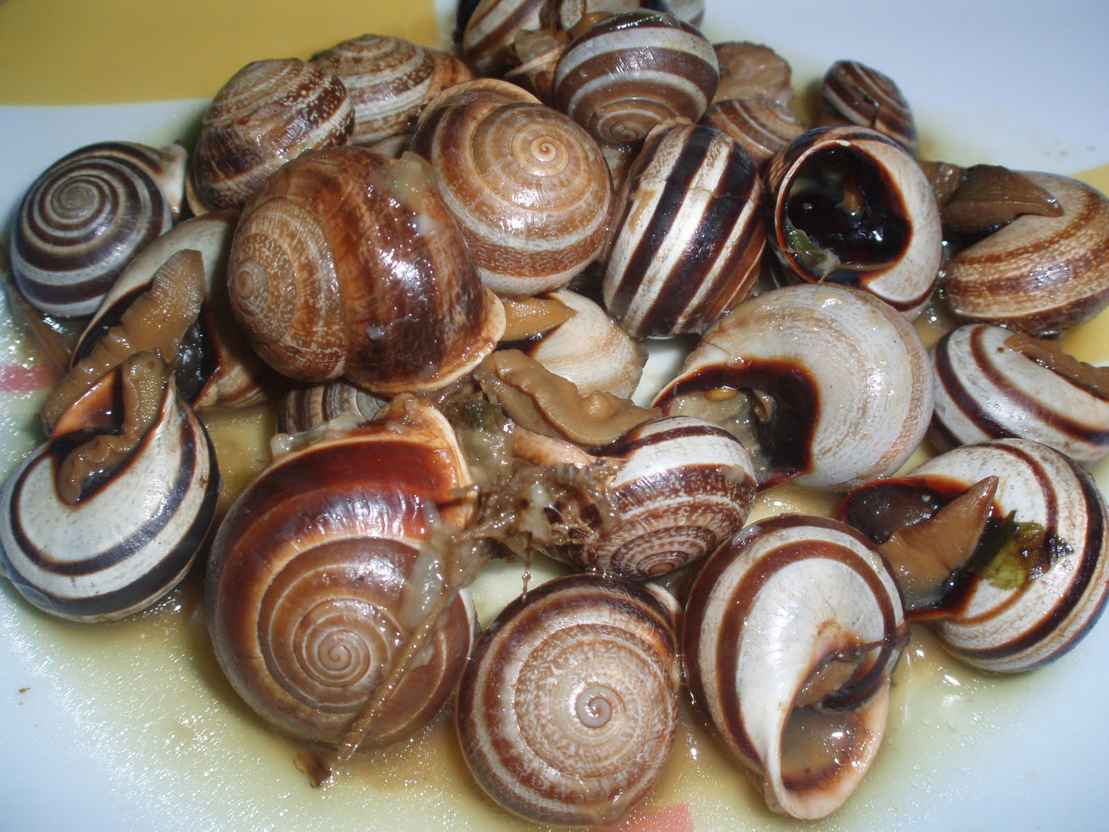 Panela ao lume: Caracóis