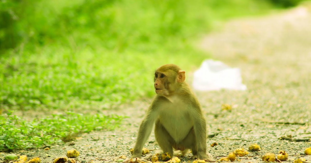 Monkey Eating Mango | Wild-Poster