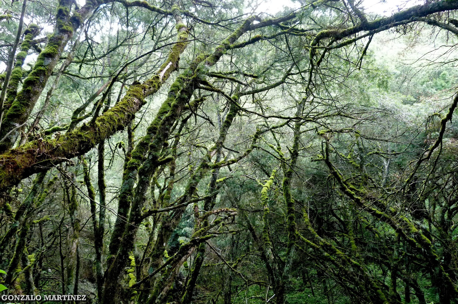 Photography-Fotografía: Fotos de Árboles y Arbustos- Pictures of Trees ...