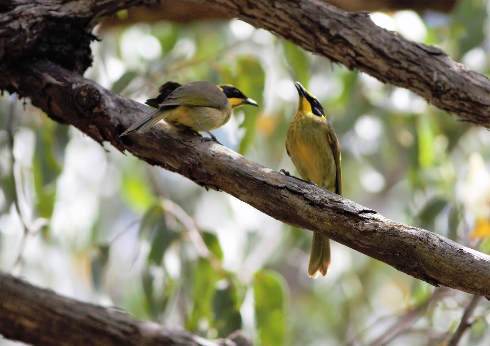 sunshinecoastbirds: Yellow-tufted Honeyeater colony threatened on ...