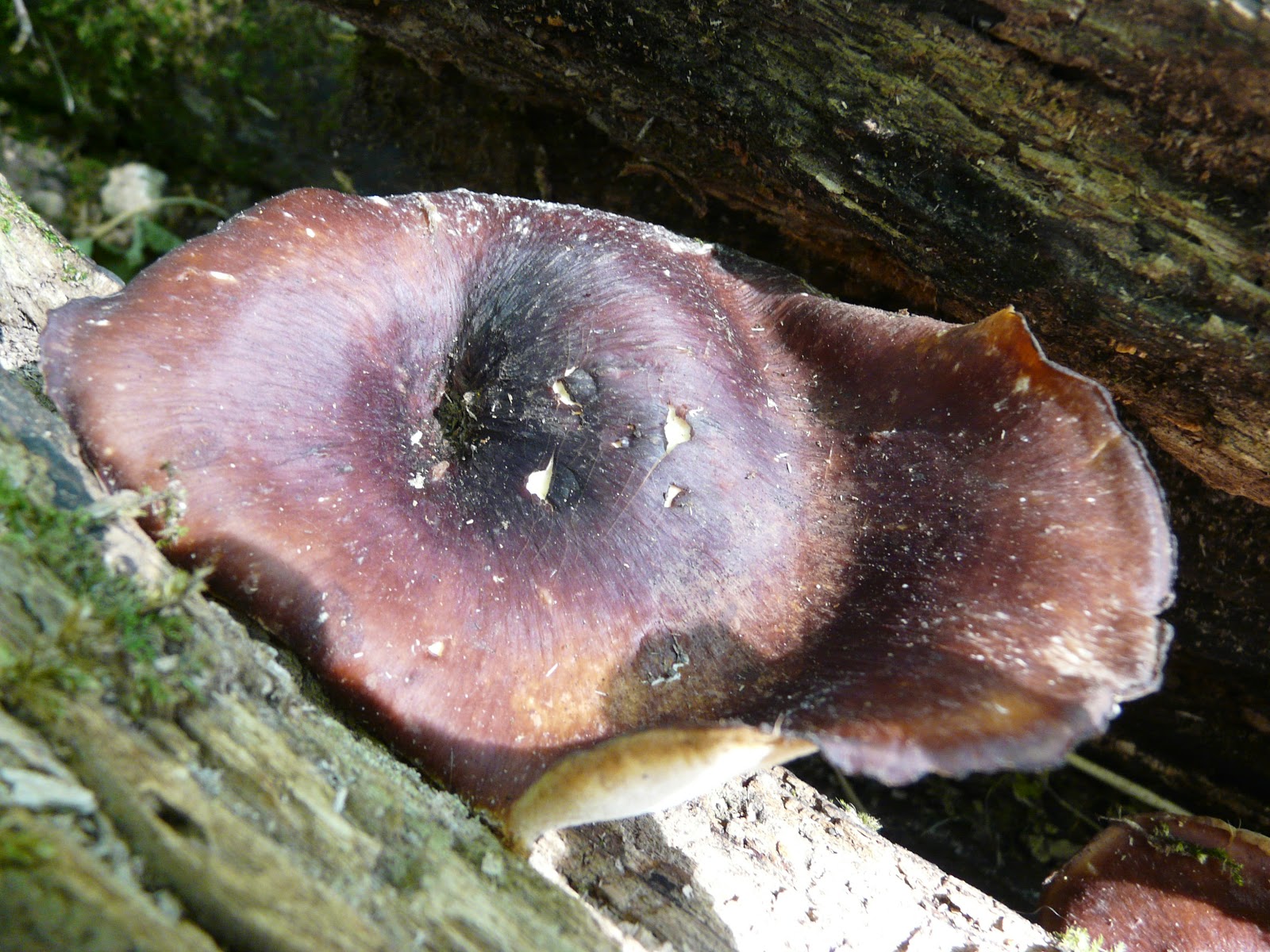 Tophill Low Nature Reserve: Fungi