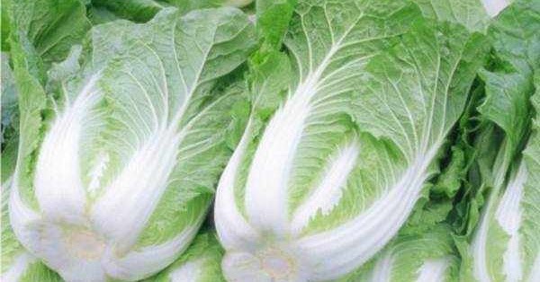 Mengenal Tanaman Sayur Petsai (Sawi Putih) - Area Ranting Tanaman