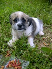 My Life in North Dakota: Pin Tzu (Miniature Pinscher Shih Tzu Cross)