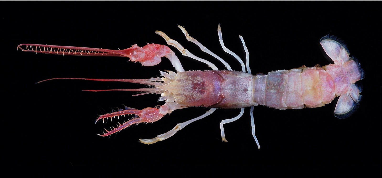 Real Monstrosities: Ausubel's Mighty Claws Lobster
