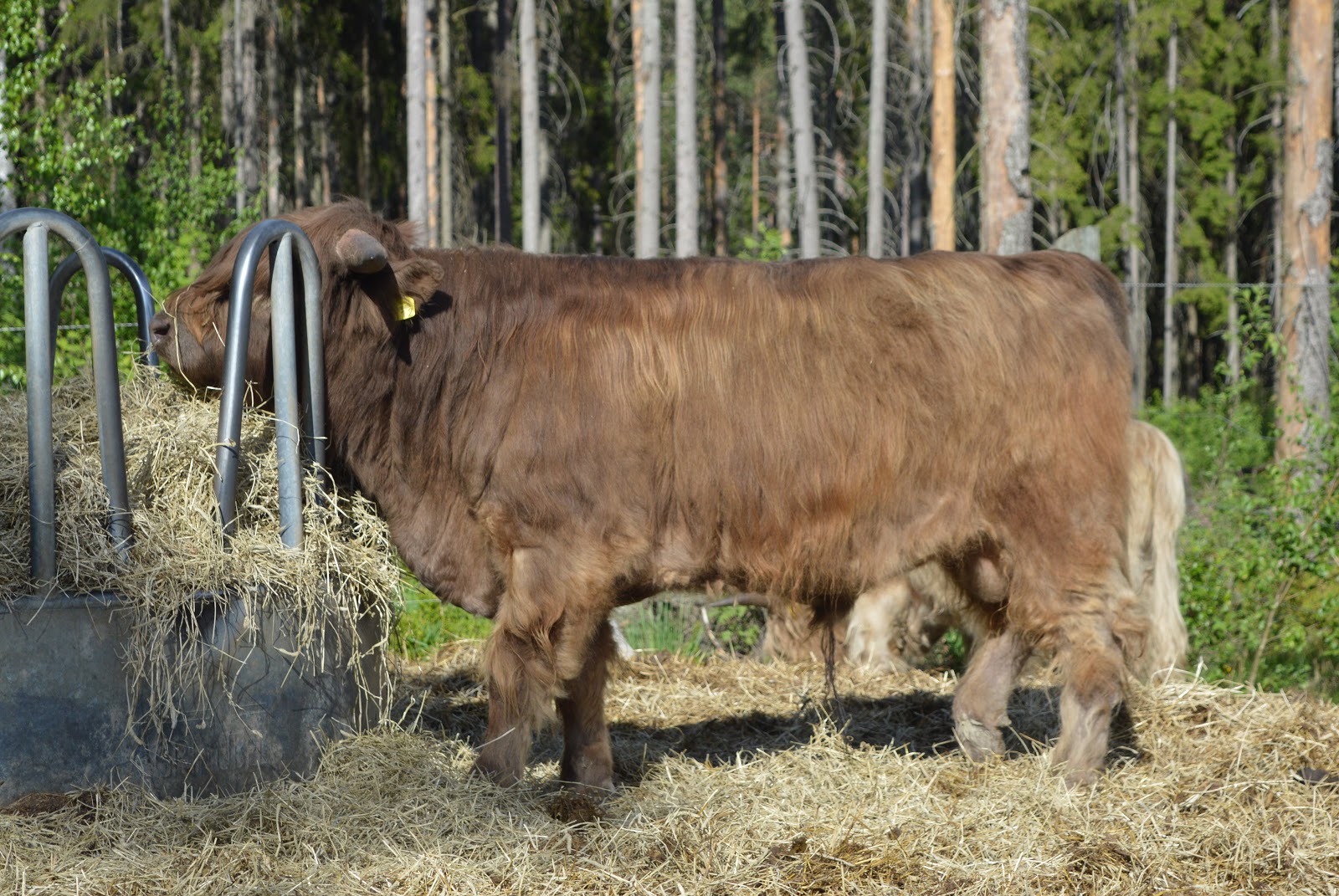 Boe's Highland Cattle: Tjurar till salu / Myytävät sonnit