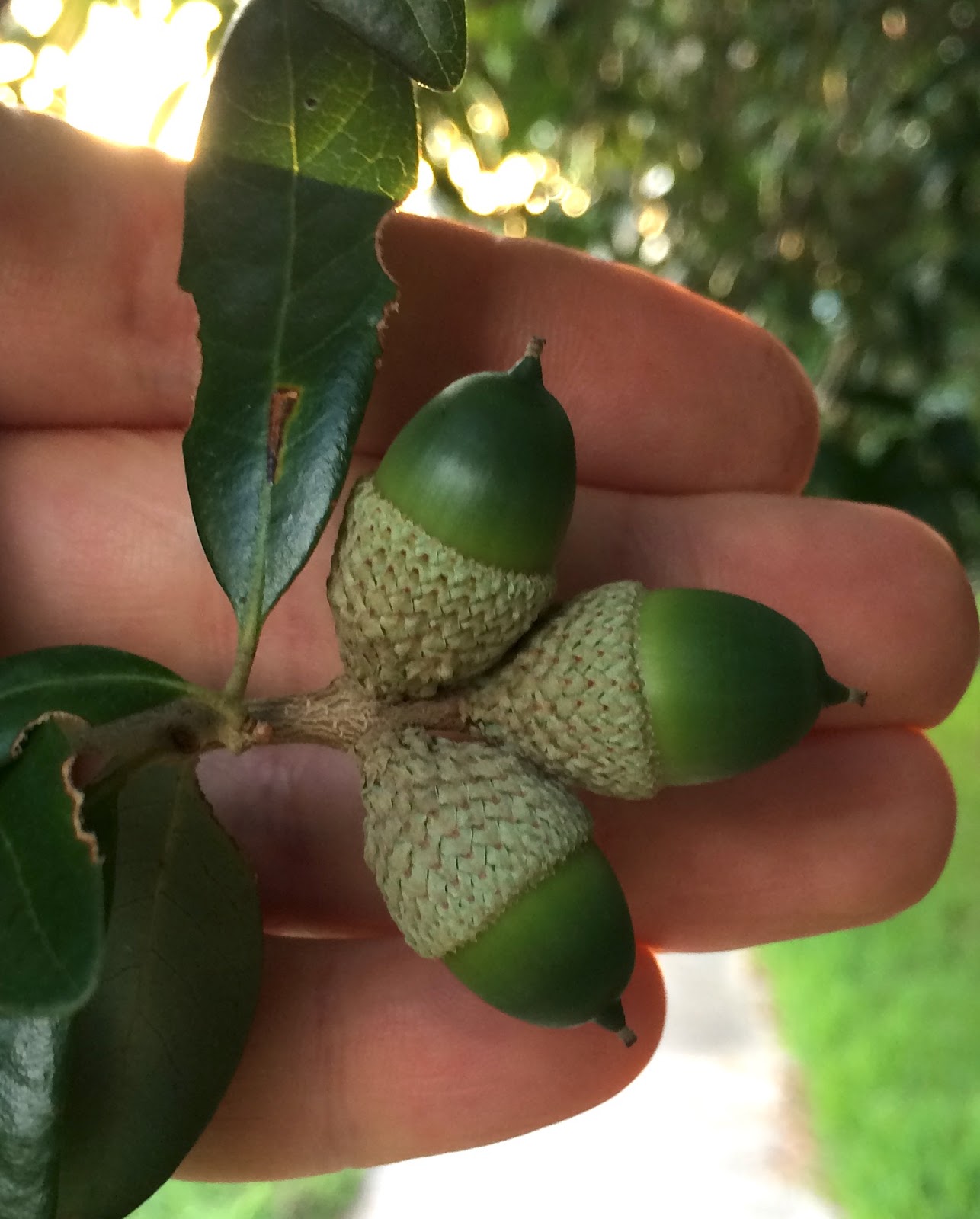 Foraging Texas Acorn Oak