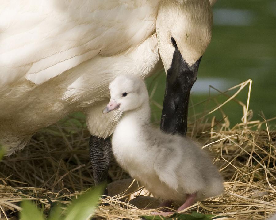 inkspired musings: Spring is in the air!