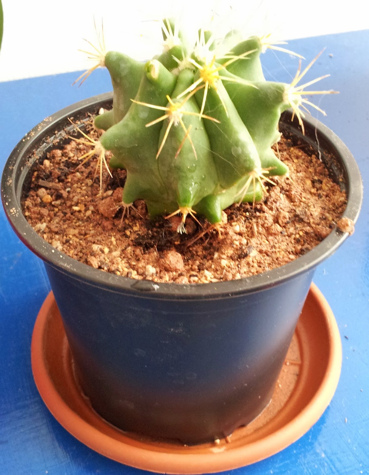 Los cactus de MJ-JA: Ferocactus glaucescens