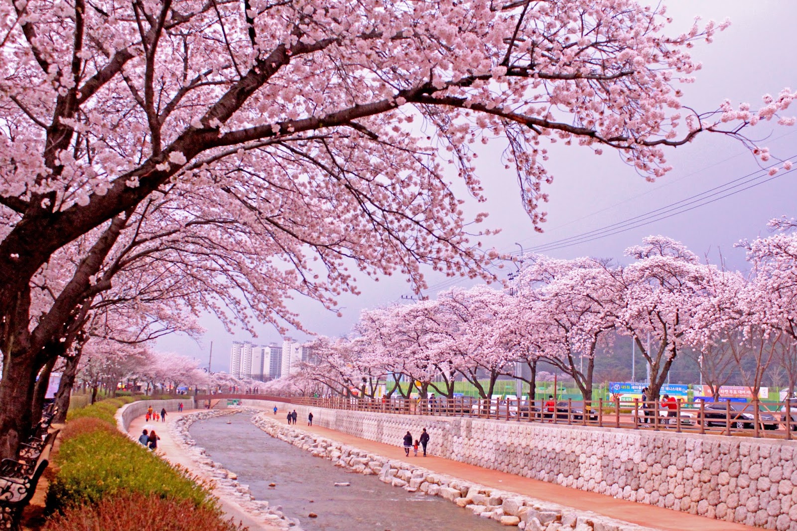 Grindles in Korea: Photography and Adventures: Gumi: A Place I Call ...