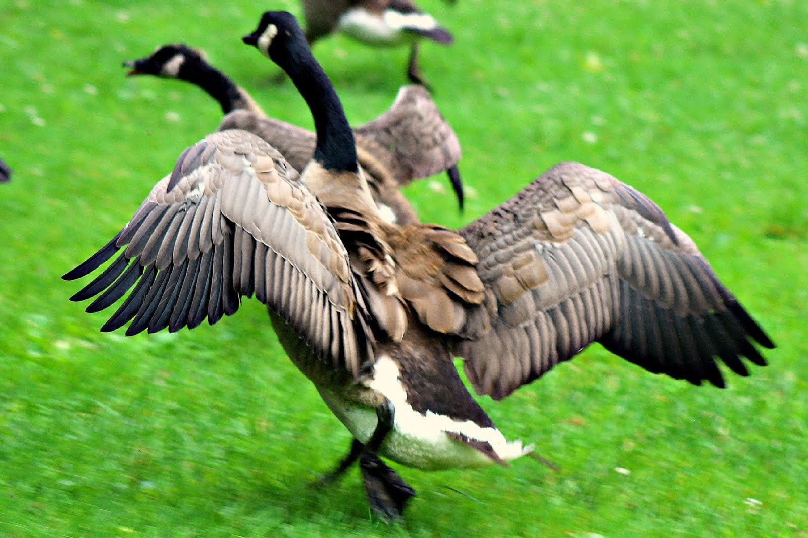 More Canadian Geese