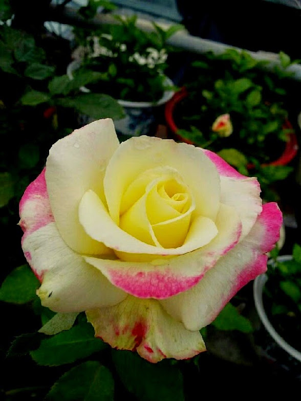 Singapore Plants Lover: Monday Yellow Roses