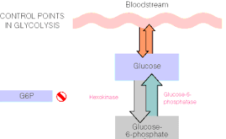 World of Biochemistry (blog about biochemistry): Regulation of glycolysis