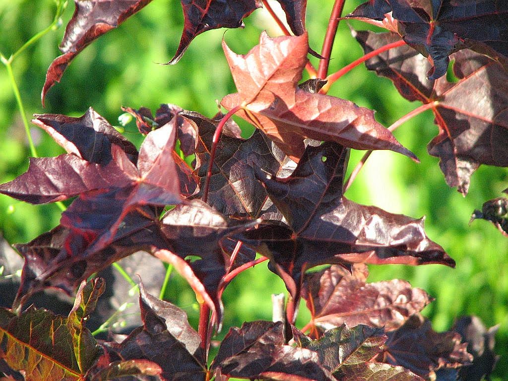 kahe valla piiri peal: ilma ühegi õieta