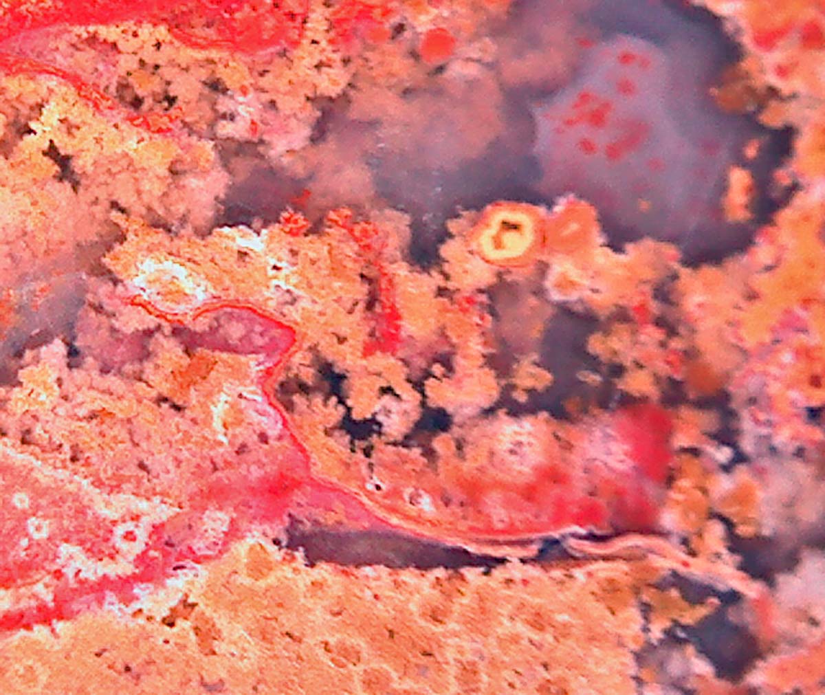 The Agatelady: Adventures and Events: Magnified Images