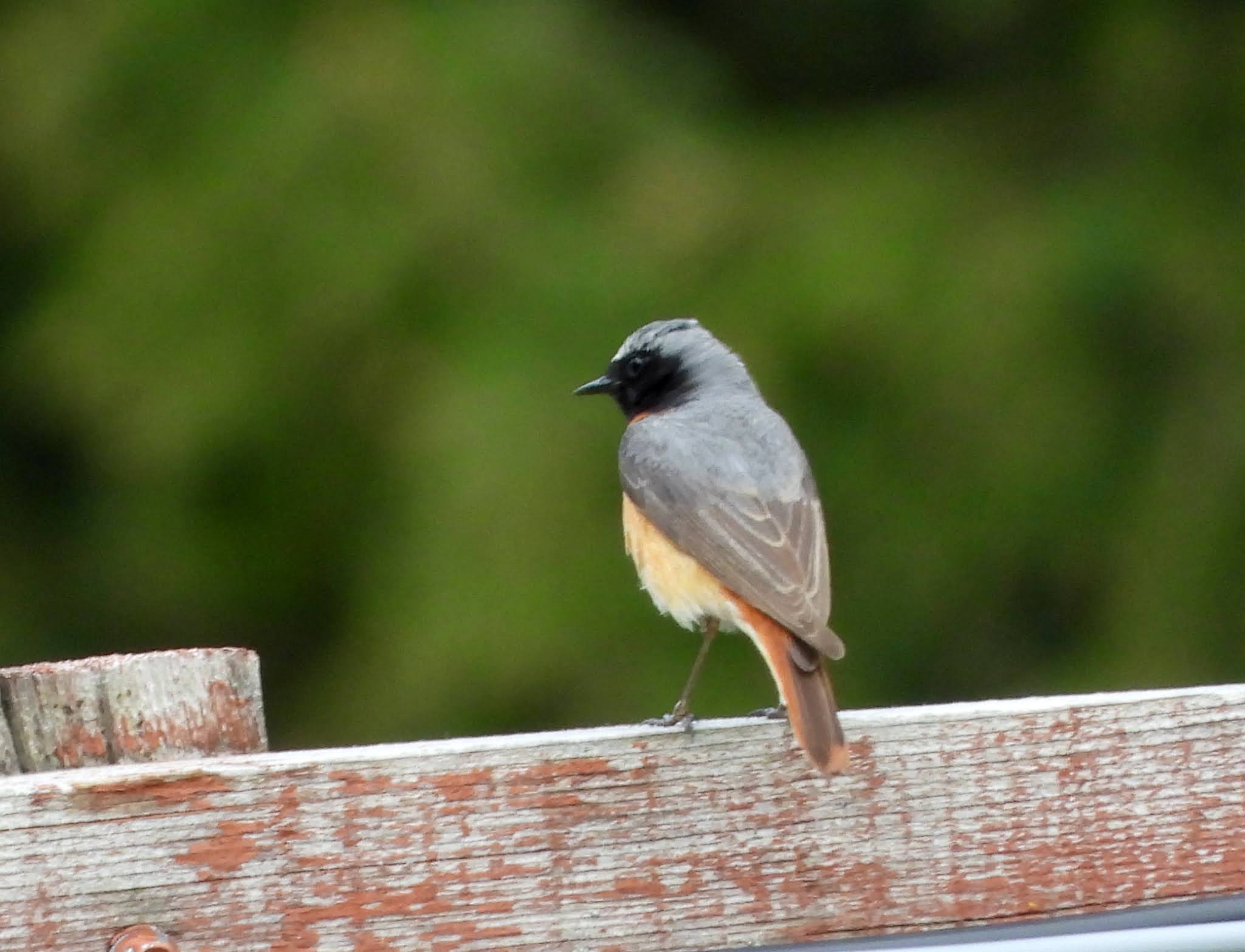 PASARI DIN ROMANIA: CODROSUL DE PADURE (1), Phoenicurus phoenicurus